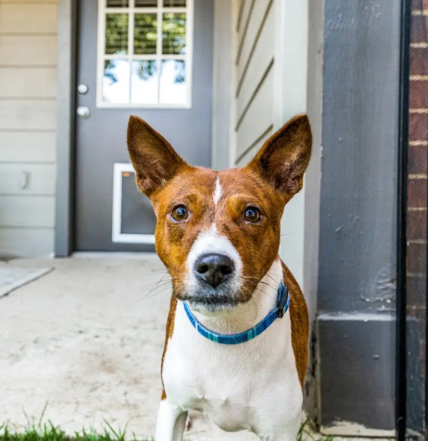 Best Dog Bakeries in Grapevine, TX