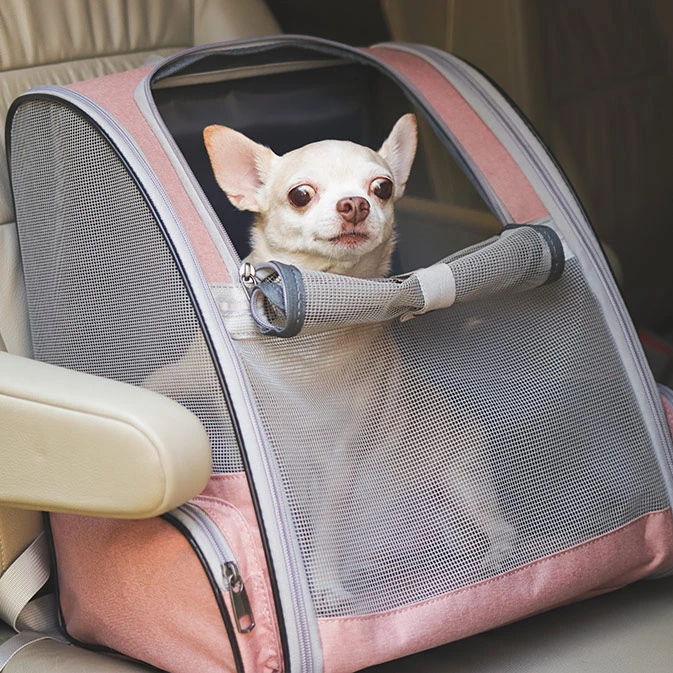 Onsite Doggy Daycare & Pet Shuttle Service | Dane Park Grapevine